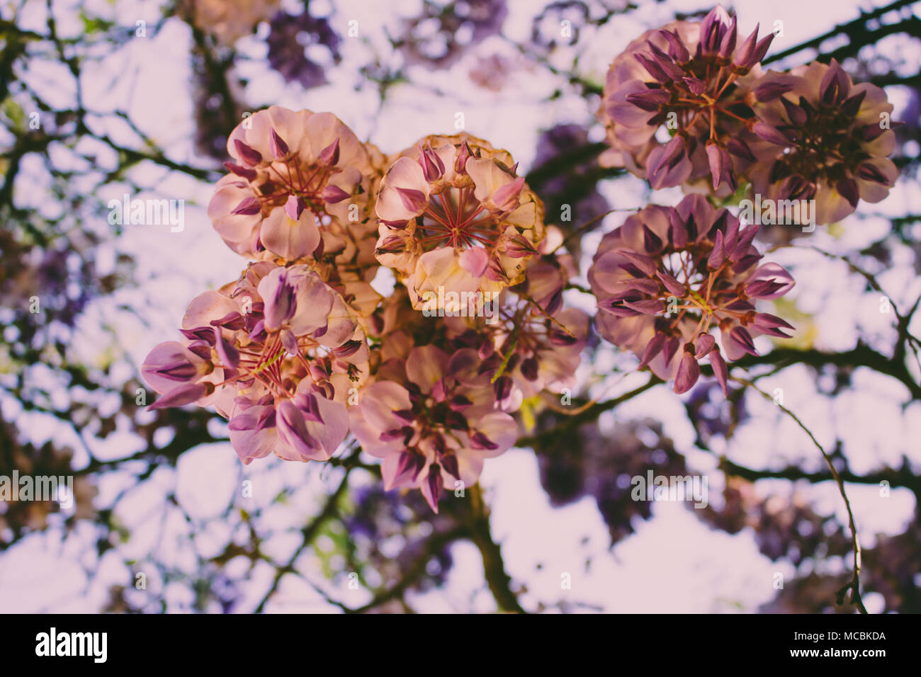 Acacia viscosa hi-res stock photography and images - Alamy