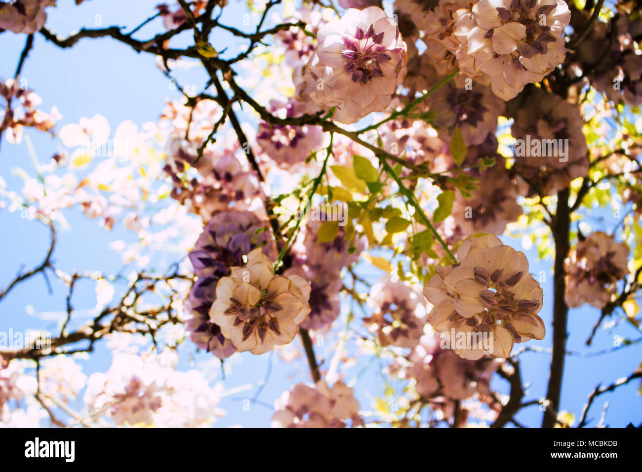 Acacia viscosa hi-res stock photography and images - Alamy