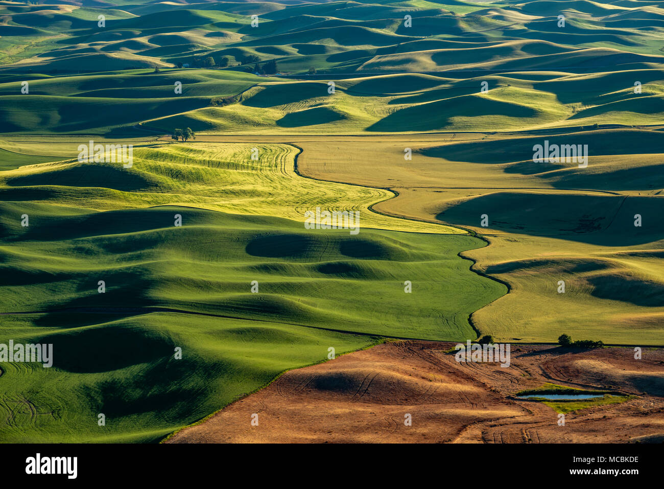 Rolling fields of wheat in the Palouse Region of Eastern Washington ...
