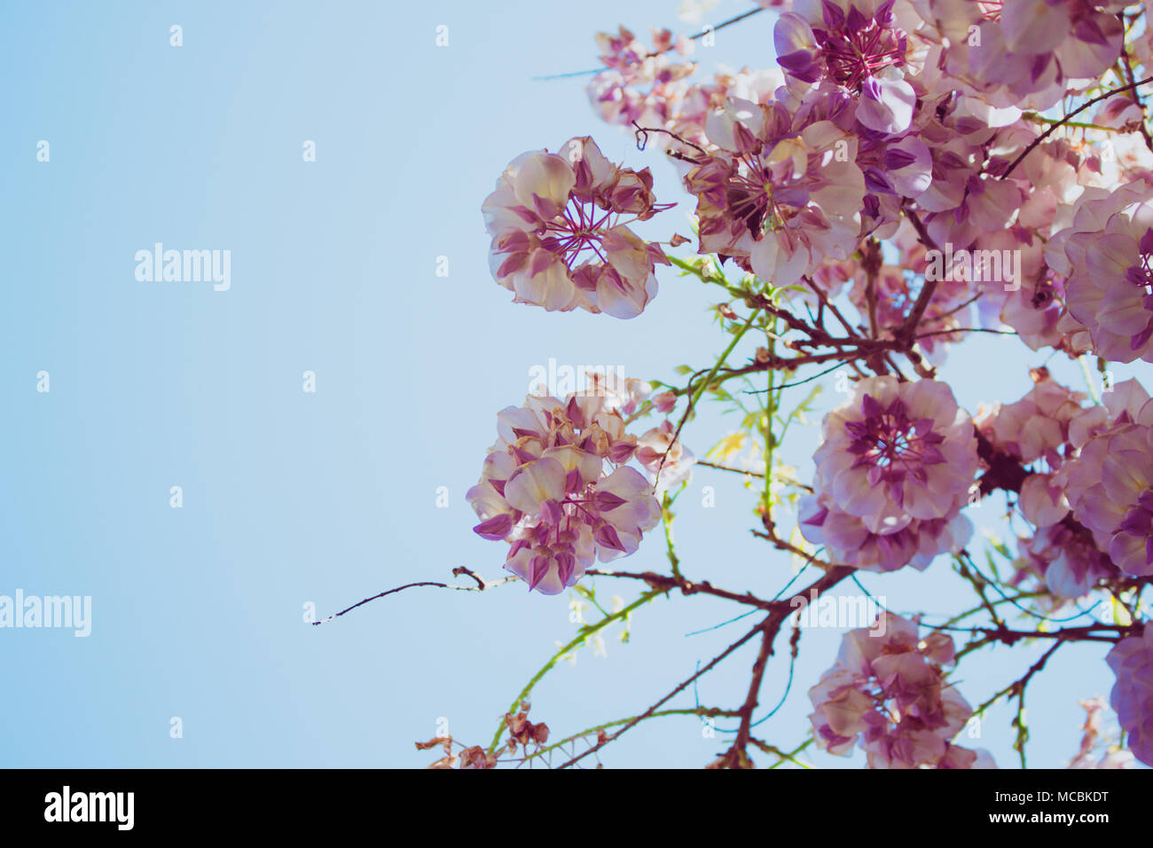 Acacia viscosa hi-res stock photography and images - Alamy