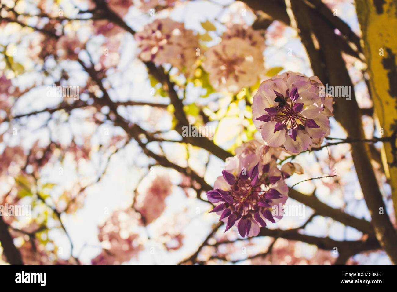 Acacia viscosa hi-res stock photography and images - Alamy
