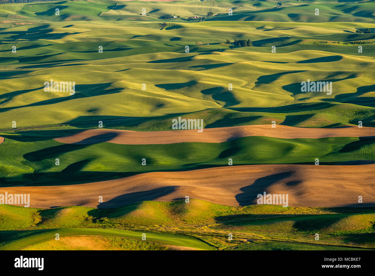 Rolling fields of wheat in the Palouse Region of Eastern Washington ...