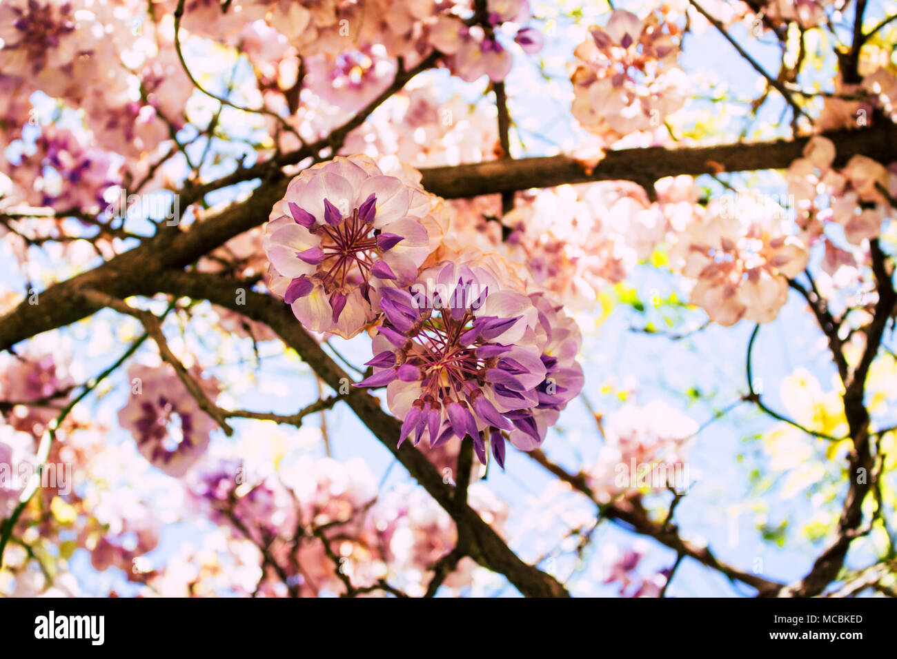 Acacia. Spring blooming flowers of pink acacia Stock Photo - Alamy