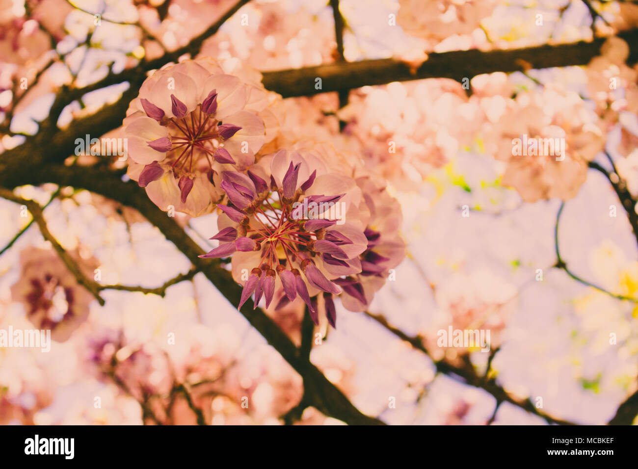 Acacia. Spring blooming flowers of pink acacia Stock Photo - Alamy