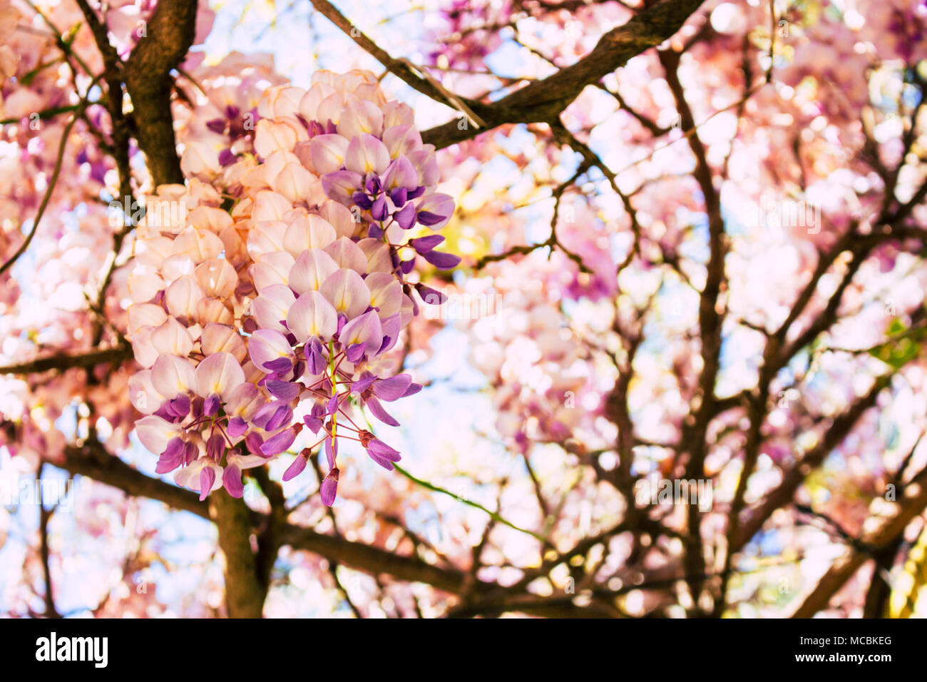 Acacia. Spring blooming flowers of pink acacia Stock Photo - Alamy
