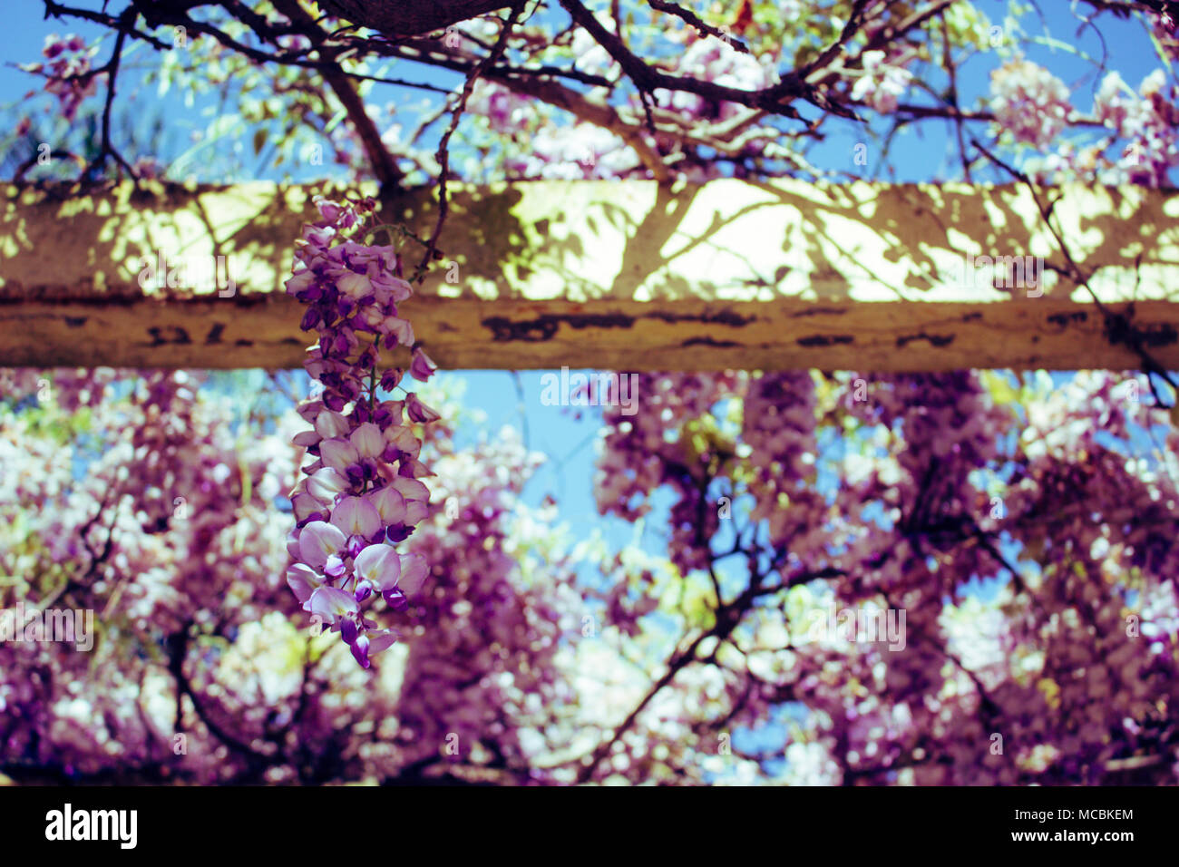 Acacia. Spring blooming flowers of pink acacia Stock Photo - Alamy