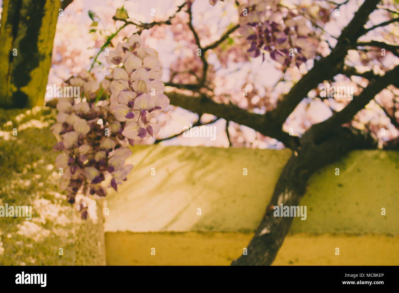 Acacia viscosa hi-res stock photography and images - Alamy