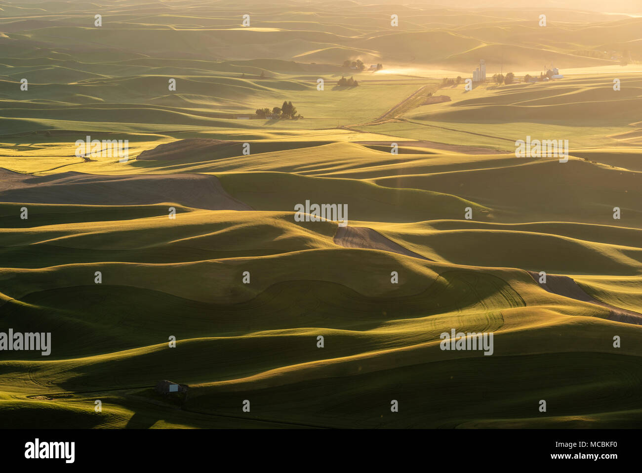 Rolling fields of wheat in the Palouse Region of Eastern Washington ...