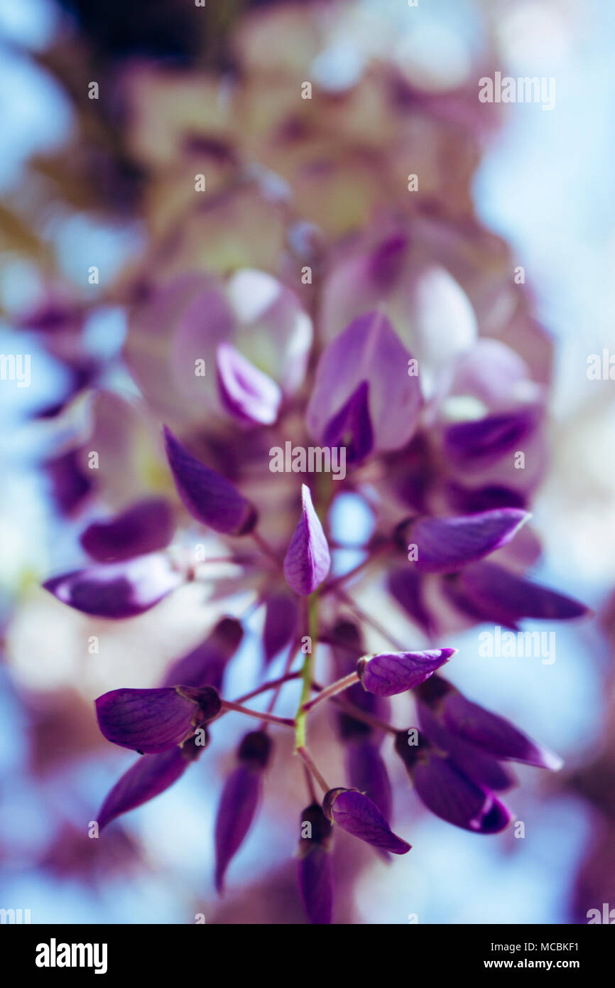 Acacia viscosa hi-res stock photography and images - Alamy