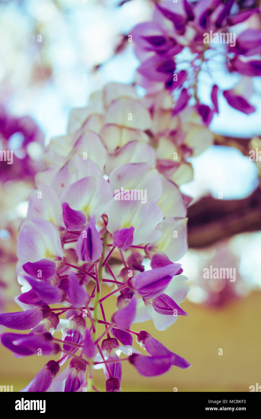Purple Acacia Flower