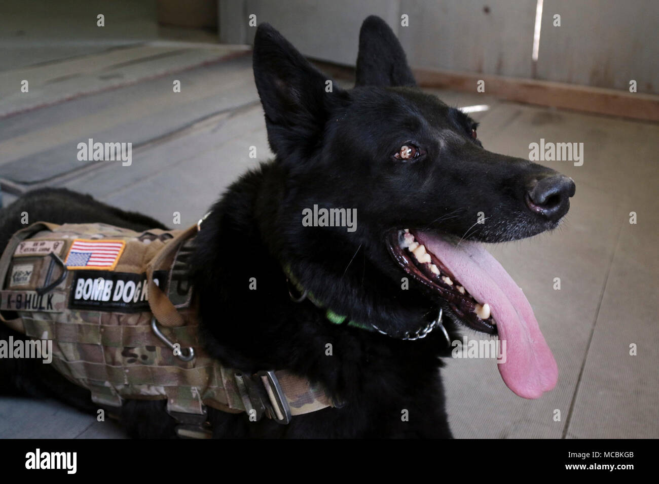 BAGRAM AIRFIELD, Afghanistan - Hulk, a bomb detection dog with the ...