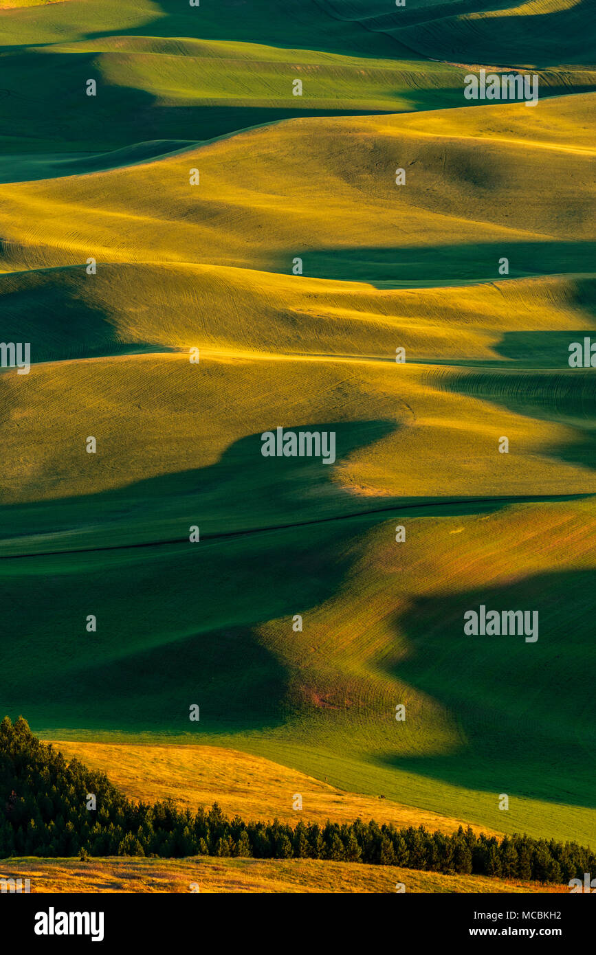 Rolling fields of wheat in the Palouse Region of Eastern Washington ...