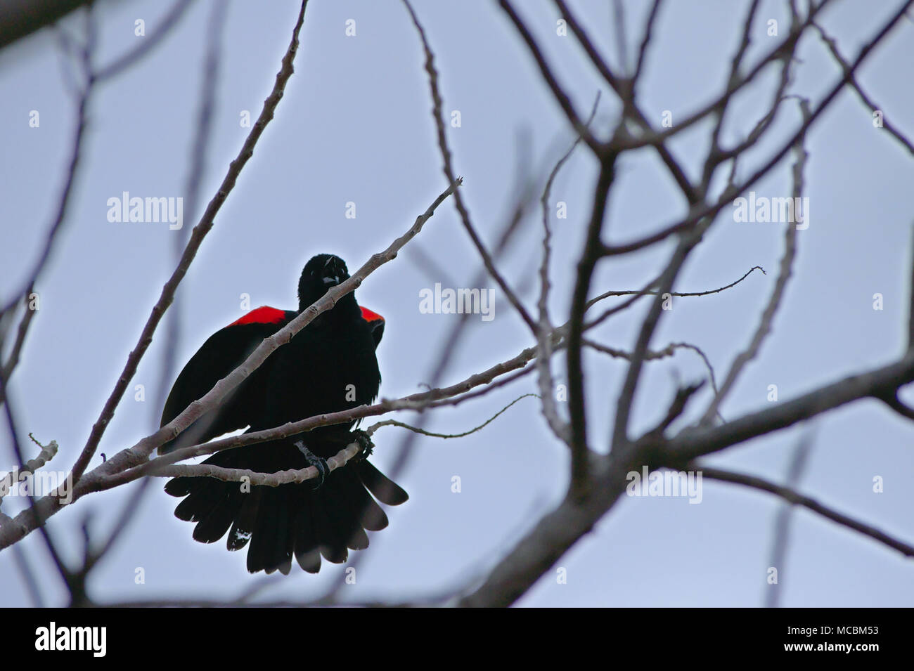 Red Wing Blackbird in tree Stock Photo - Alamy