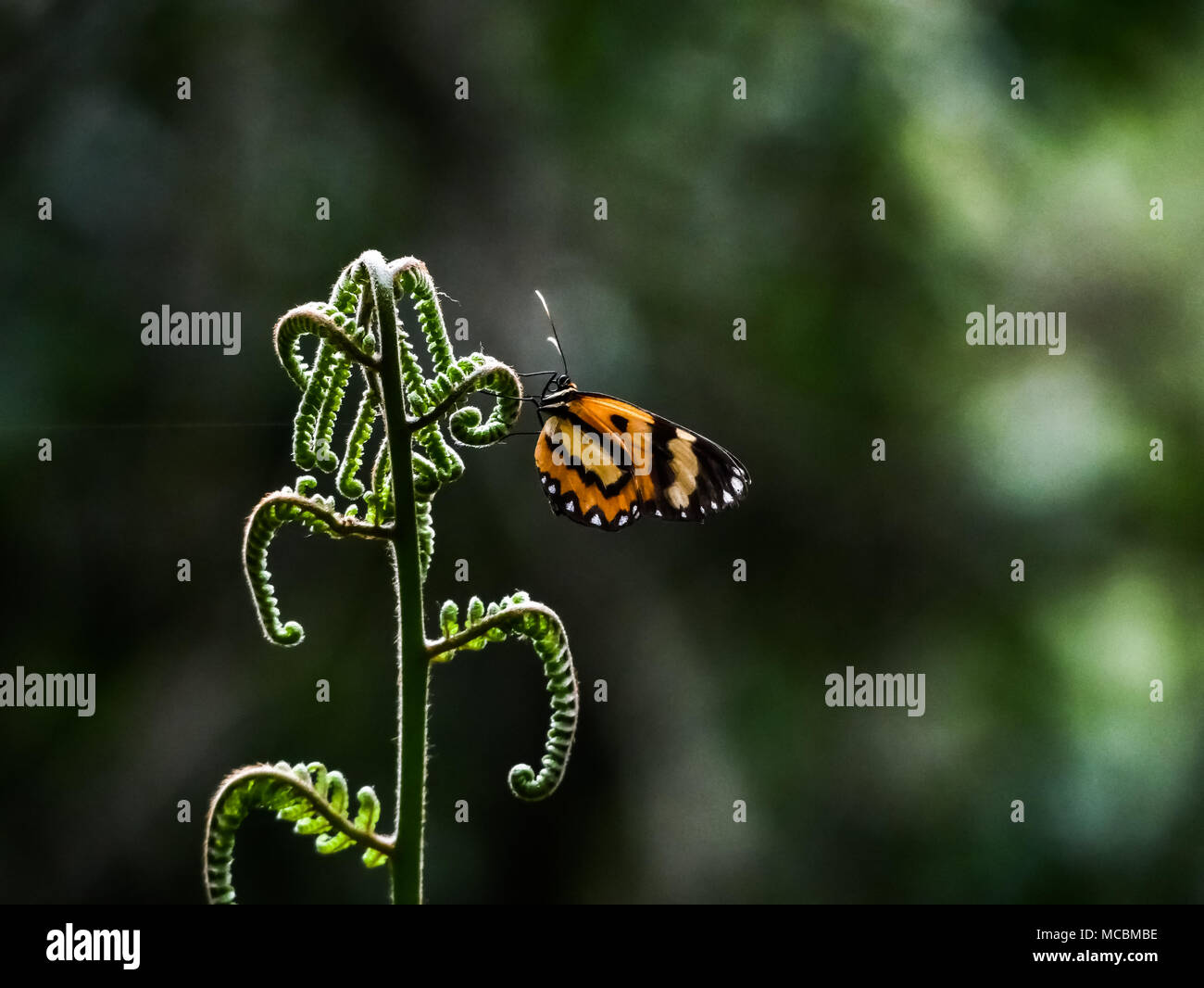Brasil mantiqueira mountains hi-res stock photography and images - Alamy