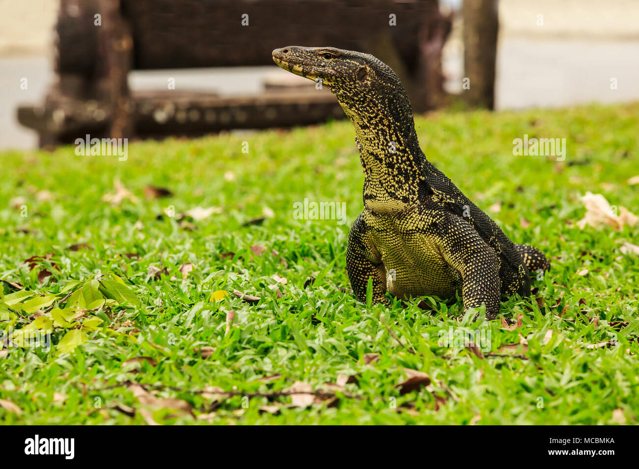 Varanus salvator, commonly known as water monitor or common water ...