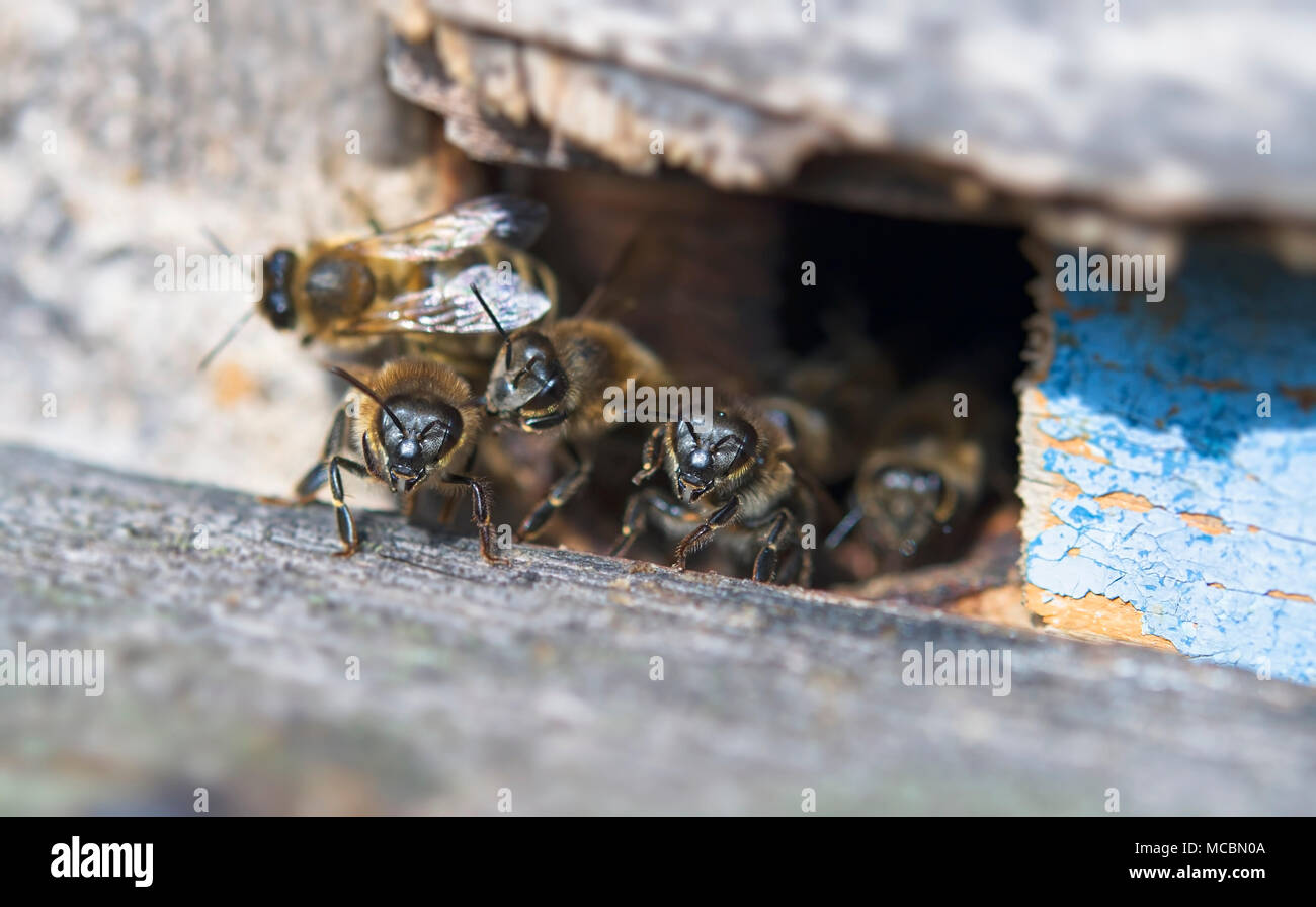 Guard bees hi-res stock photography and images - Alamy
