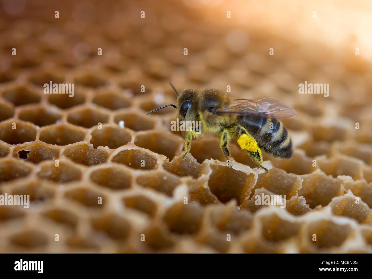bee with the pollen on its head and legs Stock Photo - Alamy