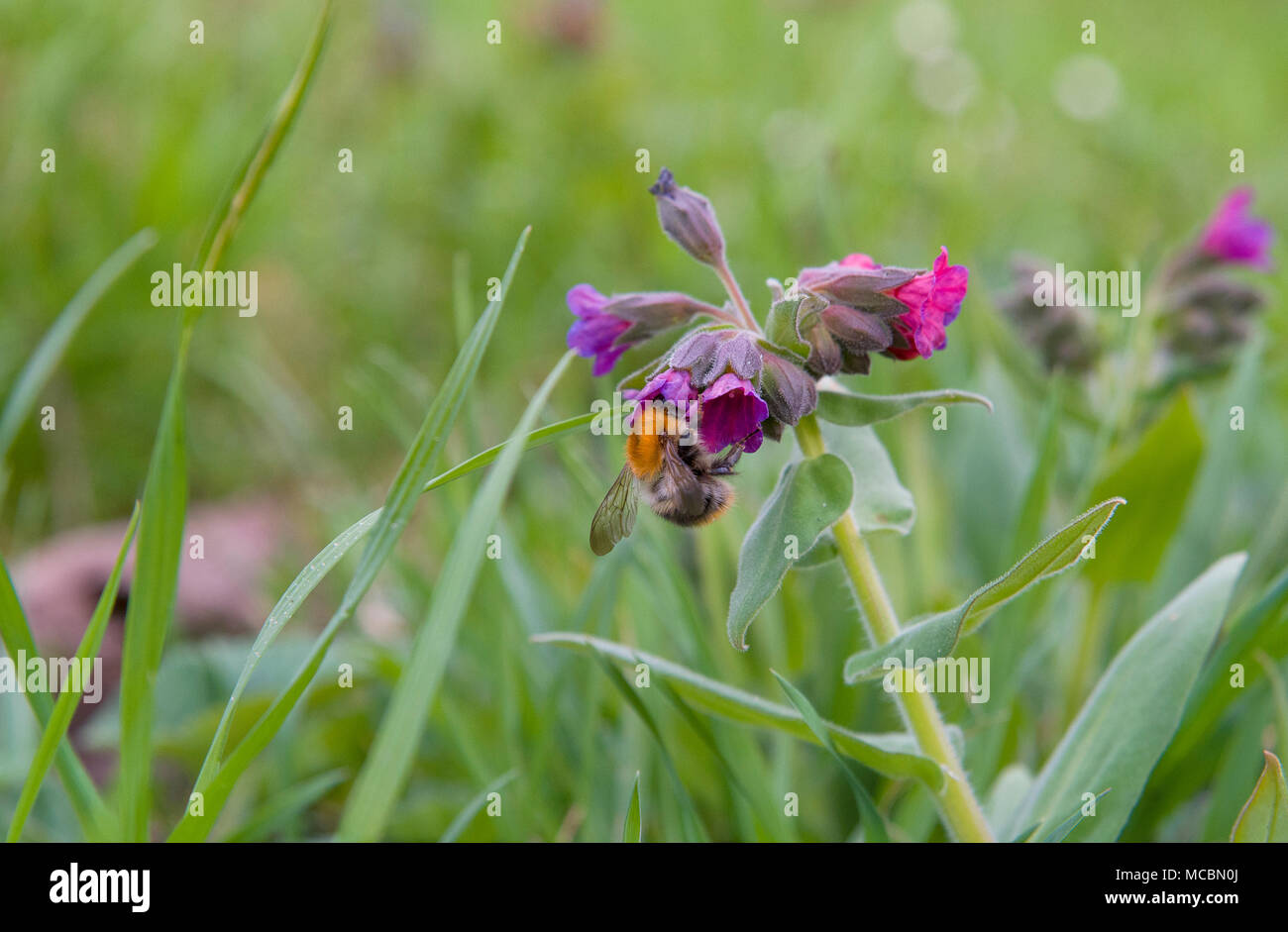 Finding insects hi-res stock photography and images - Alamy