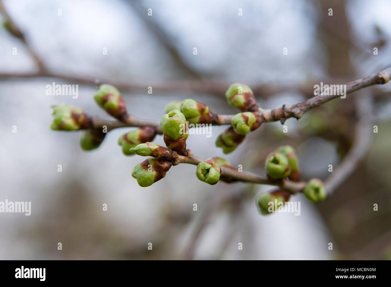 Cherry tree seedling hi-res stock photography and images - Alamy