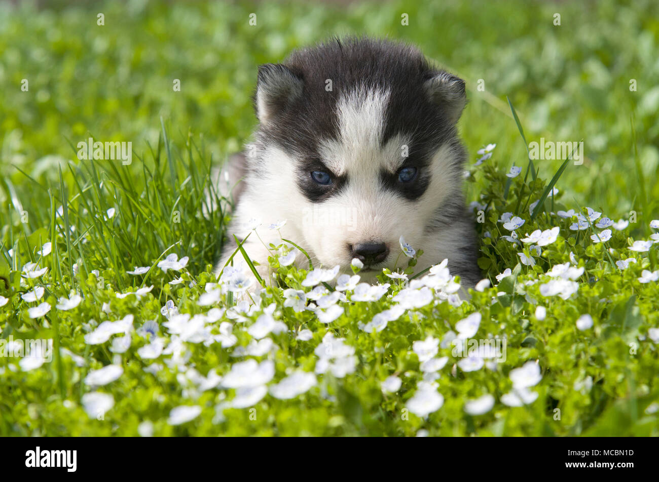 Beautiful siberian husky puppy dog hi-res stock photography and images ...