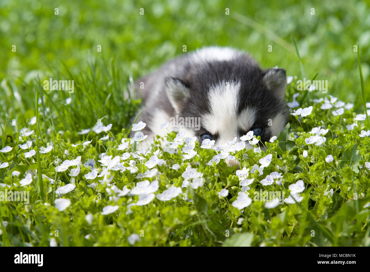 Husky and flowers hi-res stock photography and images - Alamy