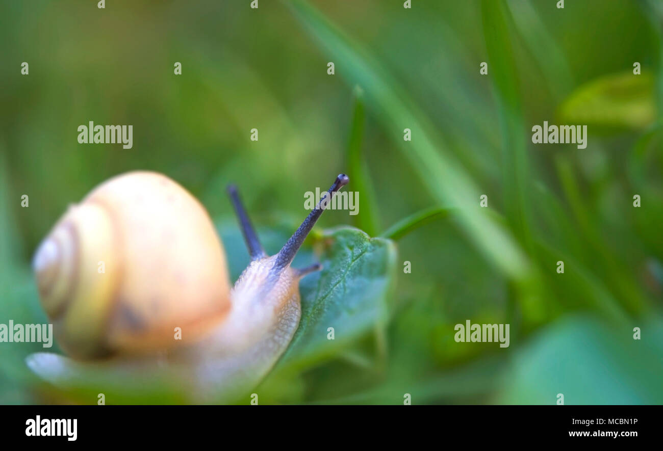 Crawling through grass hi-res stock photography and images - Alamy