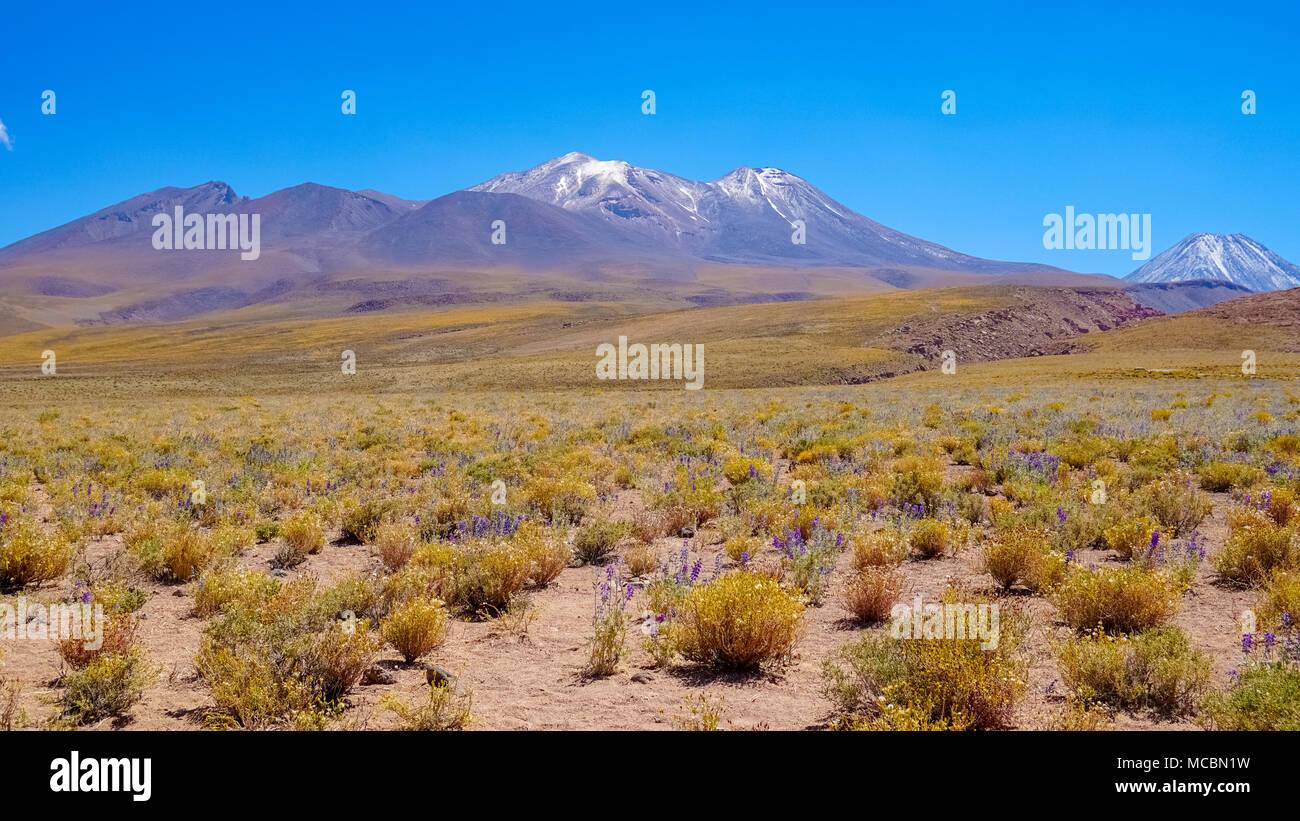 The Atacama Lakes and Mountains Stock Photo - Alamy