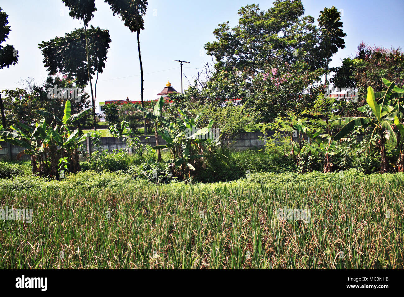 View Between Paddi Field and Trees near Padaleunyi Toll Road Stock ...