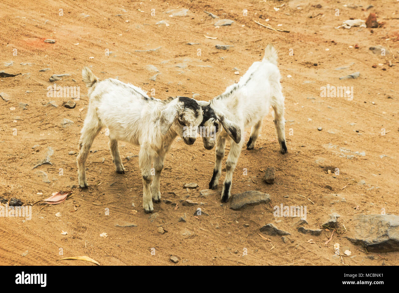 two goats rubbing their heads in a cozy mood Stock Photo - Alamy