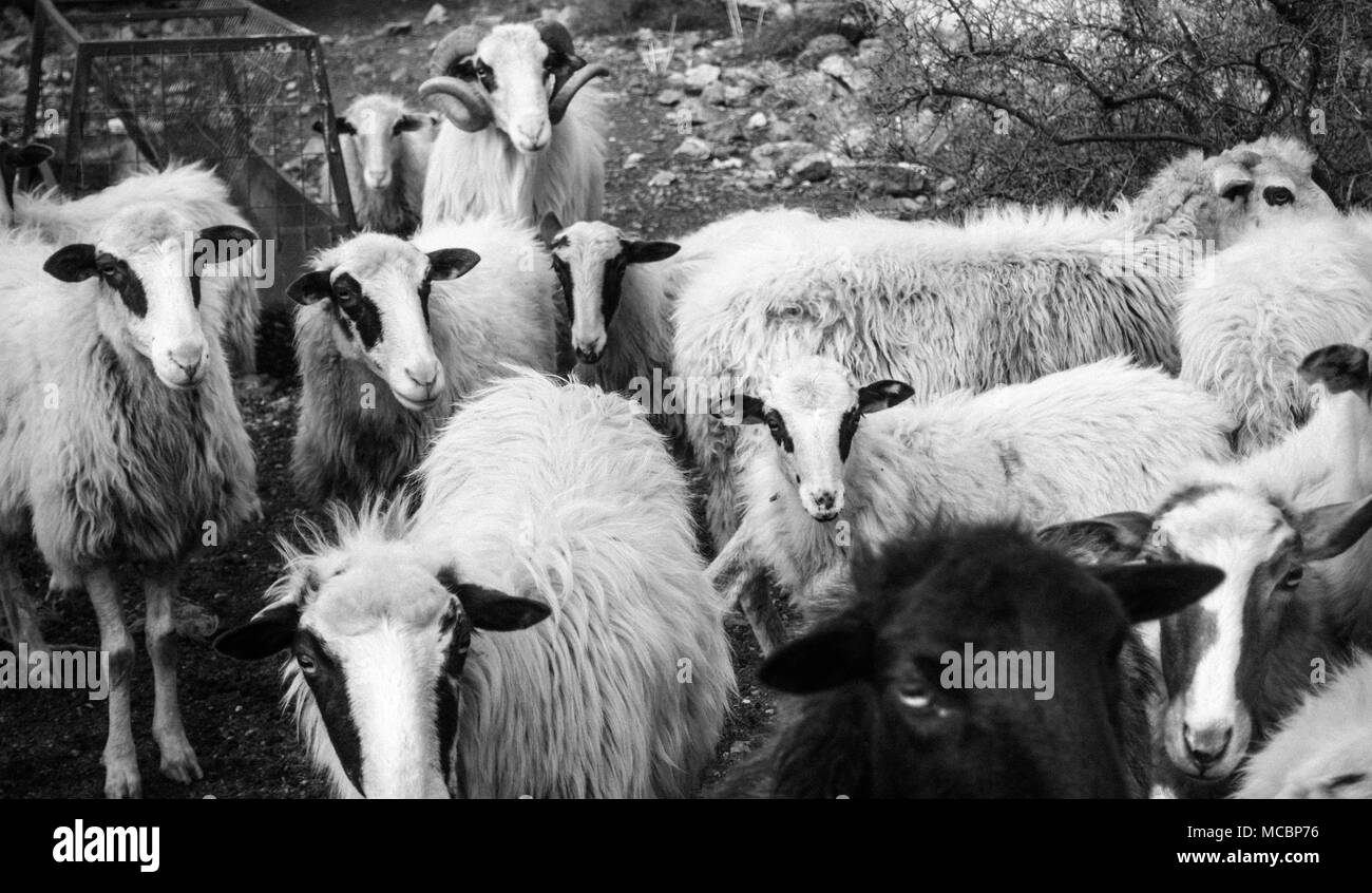 Flock of sheep flock of sheep Black and White Stock Photos & Images - Alamy