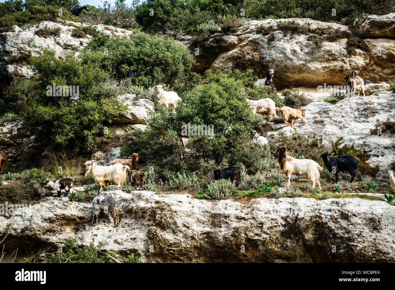 Goat ecosystem hi-res stock photography and images - Alamy
