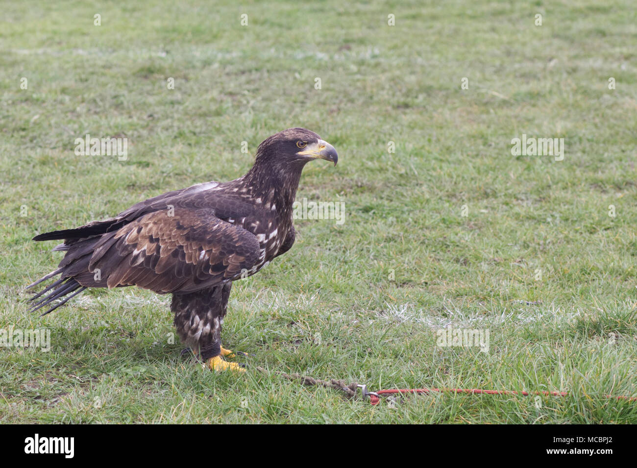 Harris's hawk, falconry display Stock Photo - Alamy
