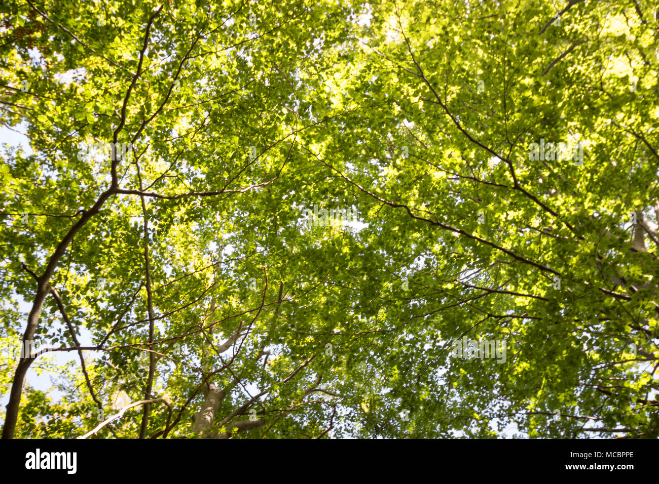 Spring forest trees. nature green wood sunlight ,Scenic forest of fresh ...