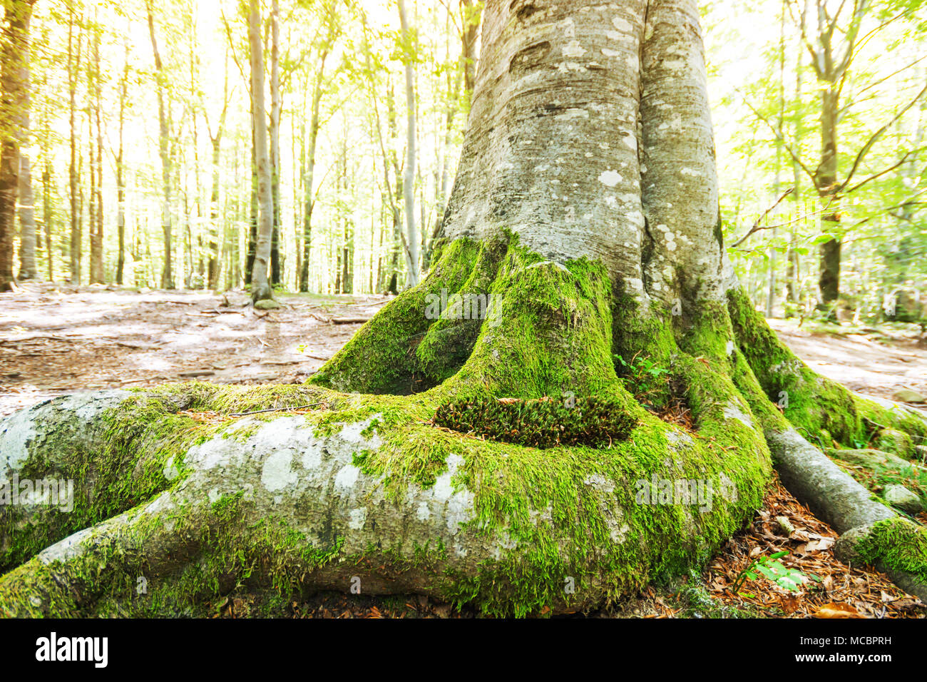 Green tree roots and sunshine in a green forest nature backgrounds ...