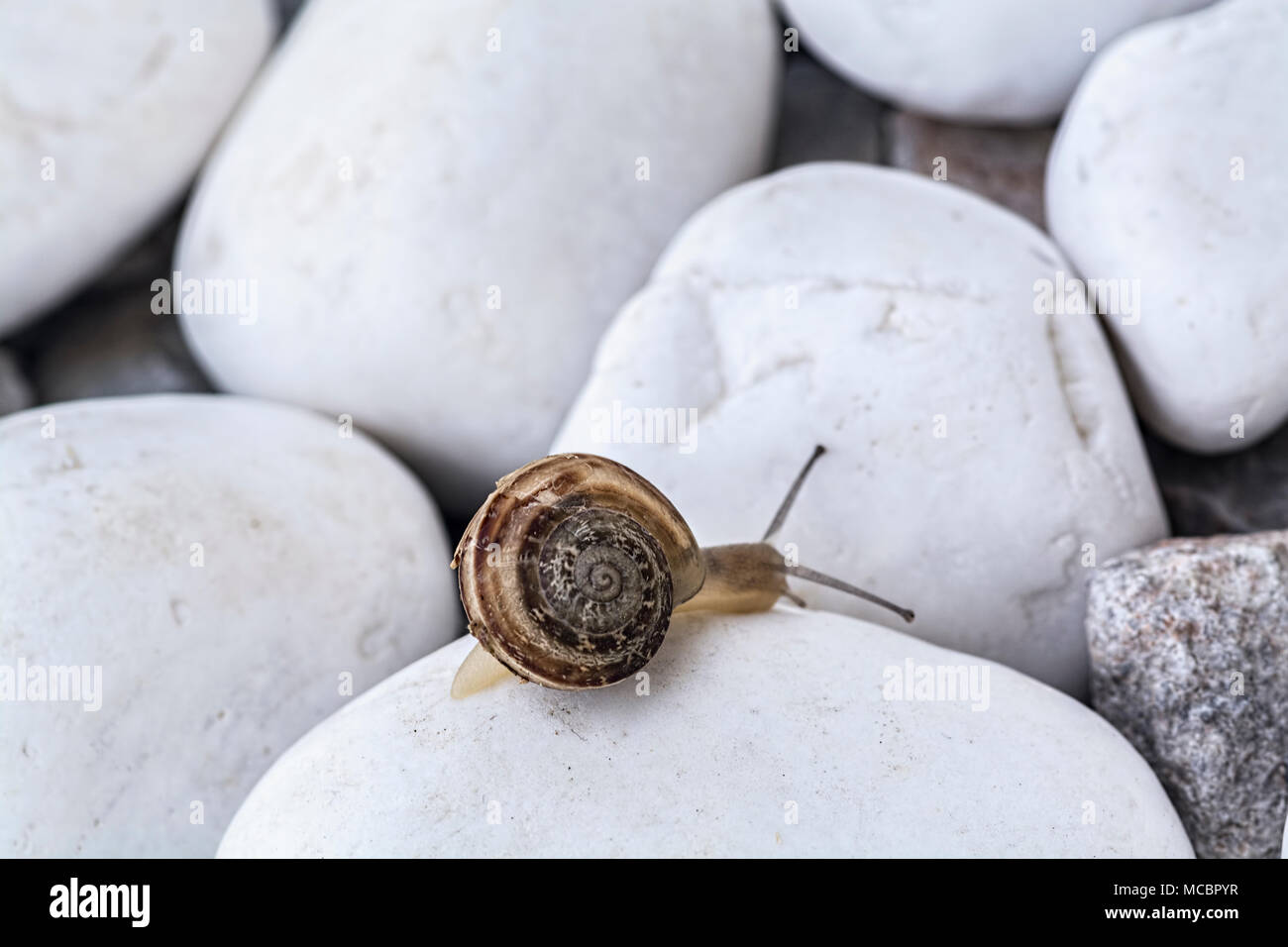 Snail shell on stones hi-res stock photography and images - Alamy