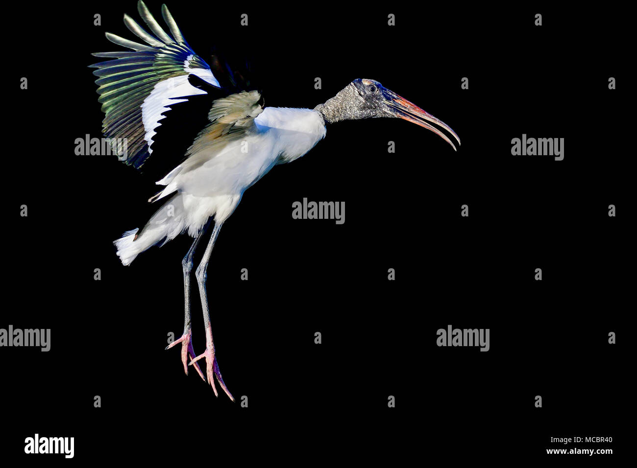 Wood Stork in controlled descend Stock Photo - Alamy