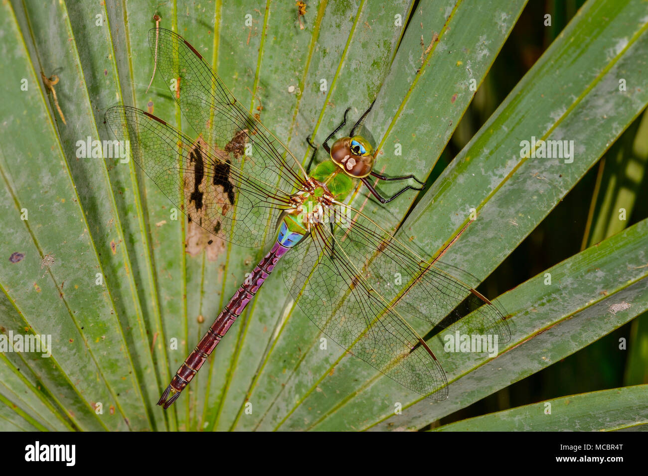 Common Green Darner Stock Photo - Alamy