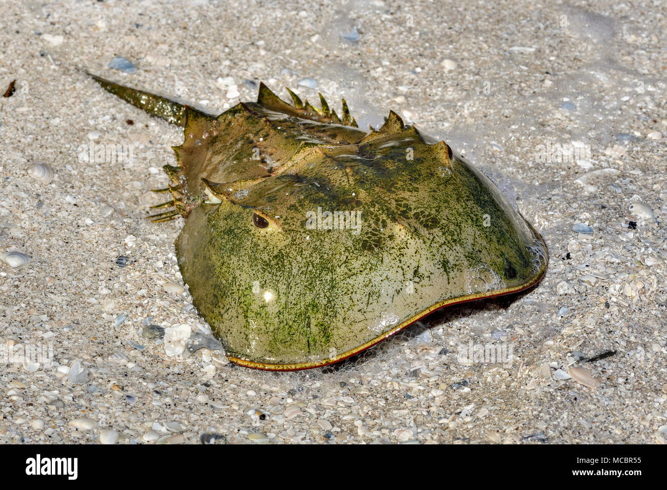Horseshoe crab fossil hi-res stock photography and images - Alamy
