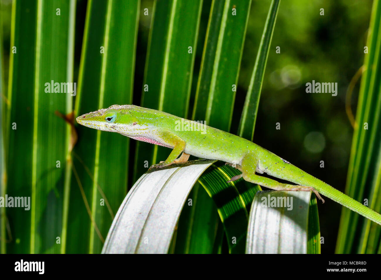 Palm tree lizard hi-res stock photography and images - Alamy