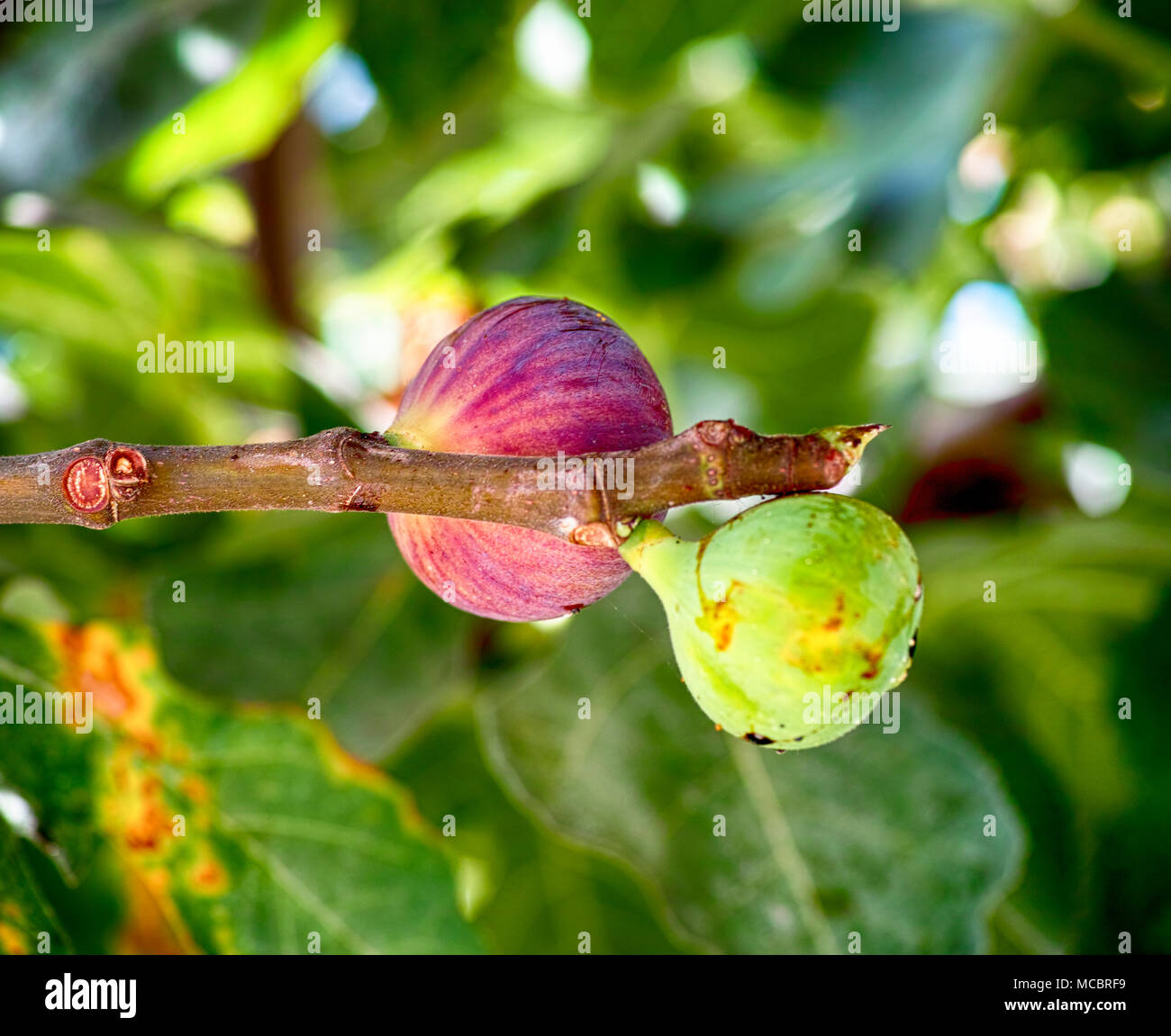 Two figs growing on fig hi-res stock photography and images - Alamy