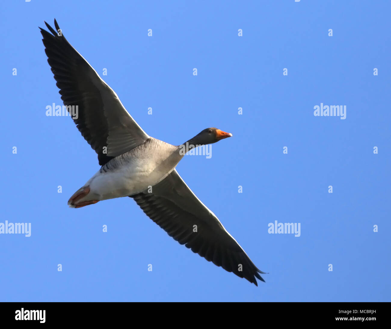 Greylag goose in flight spreading wings Stock Photo - Alamy