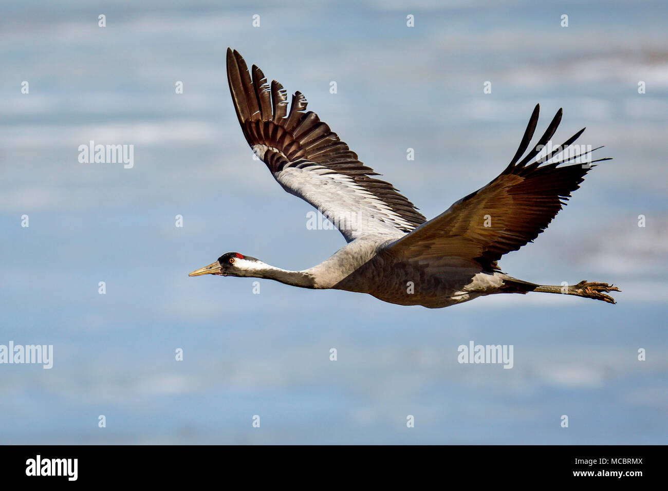 Steadily hi-res stock photography and images - Alamy