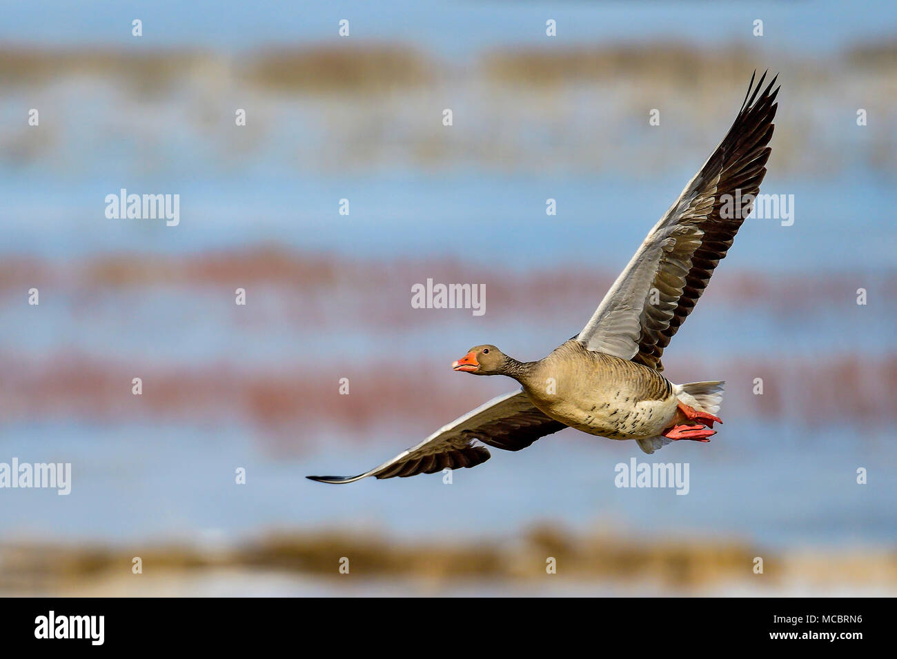 Cornering hi-res stock photography and images - Alamy