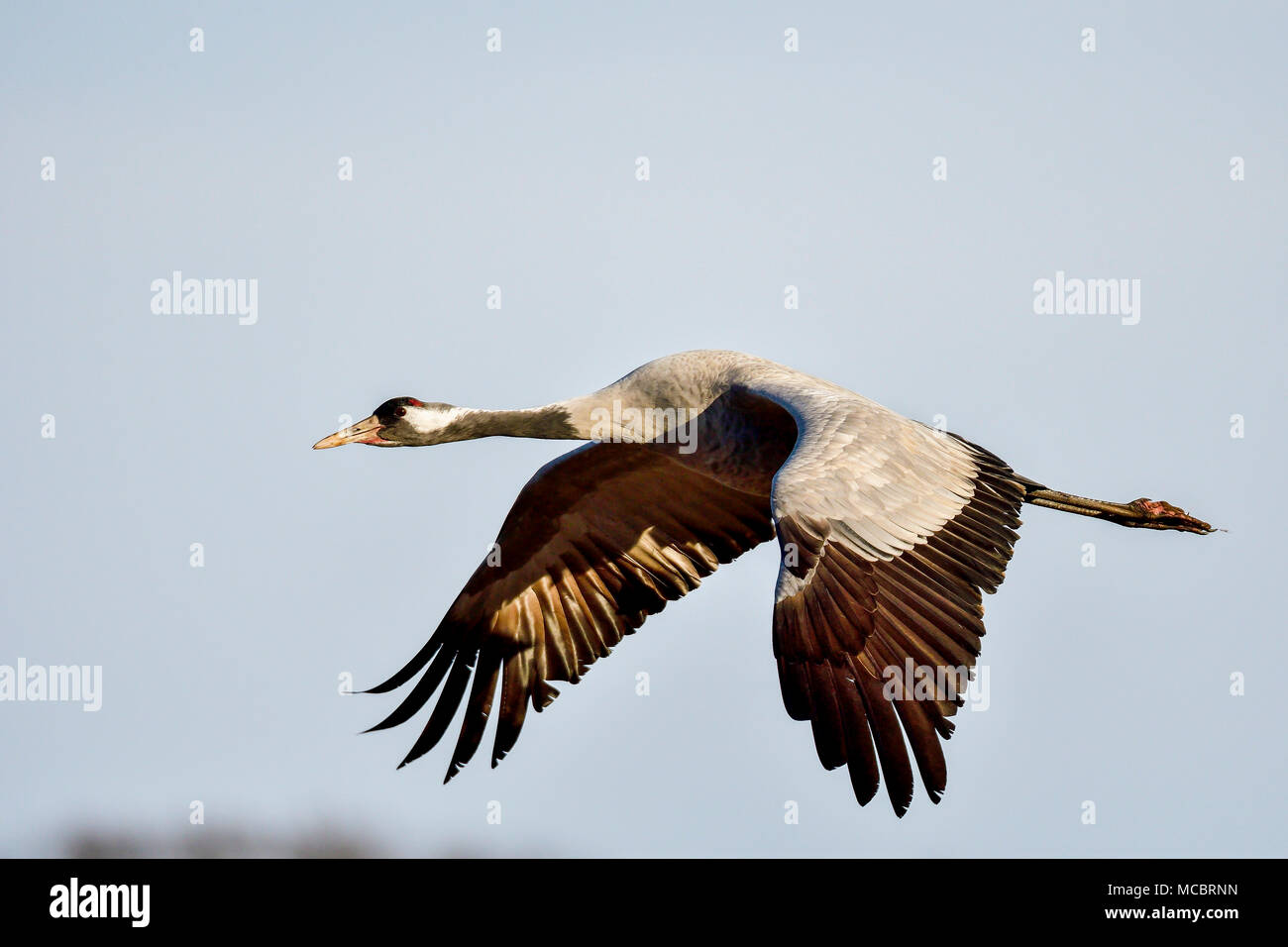 Steadily hi-res stock photography and images - Alamy