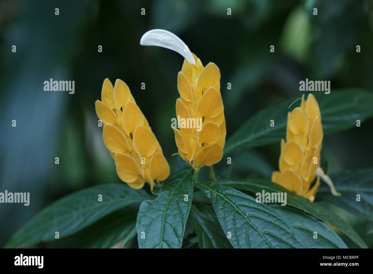 Pachystachys lutea hi-res stock photography and images - Alamy