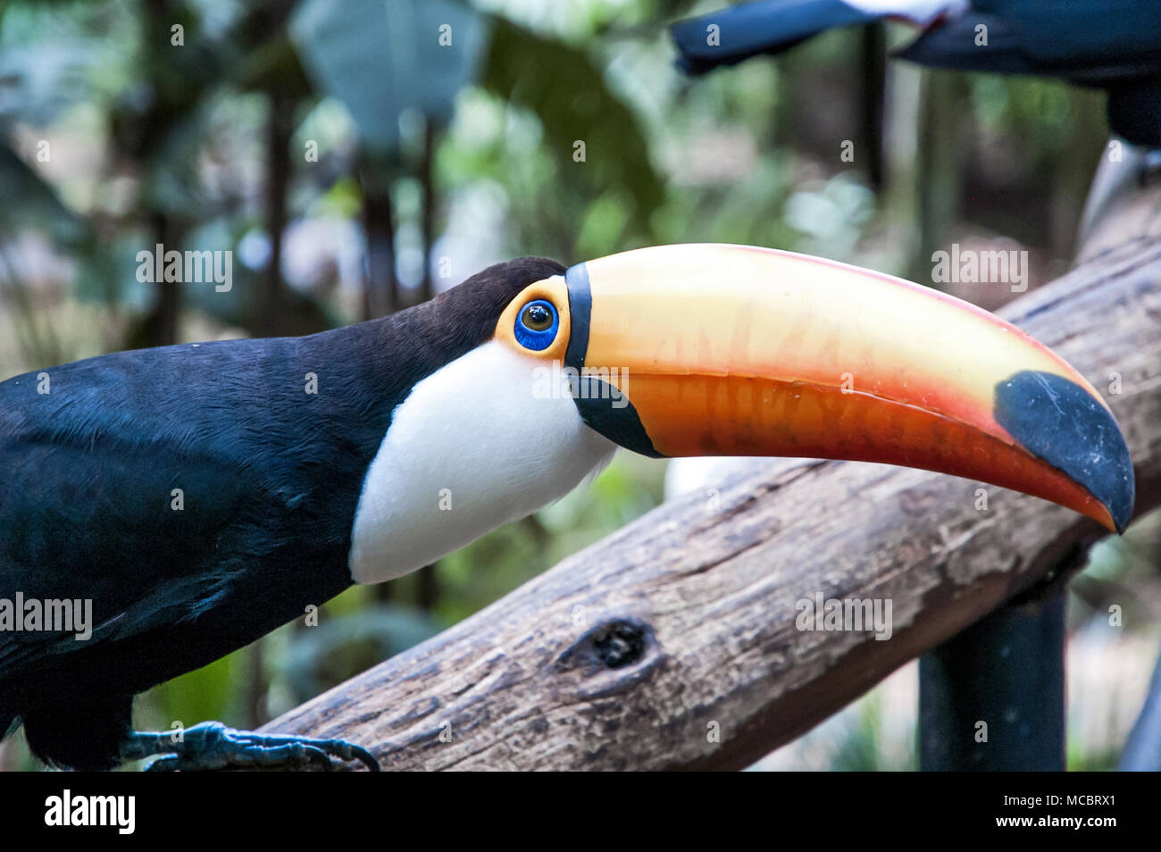 Brazilian toucan zoo brazil ramphastos hi-res stock photography and ...