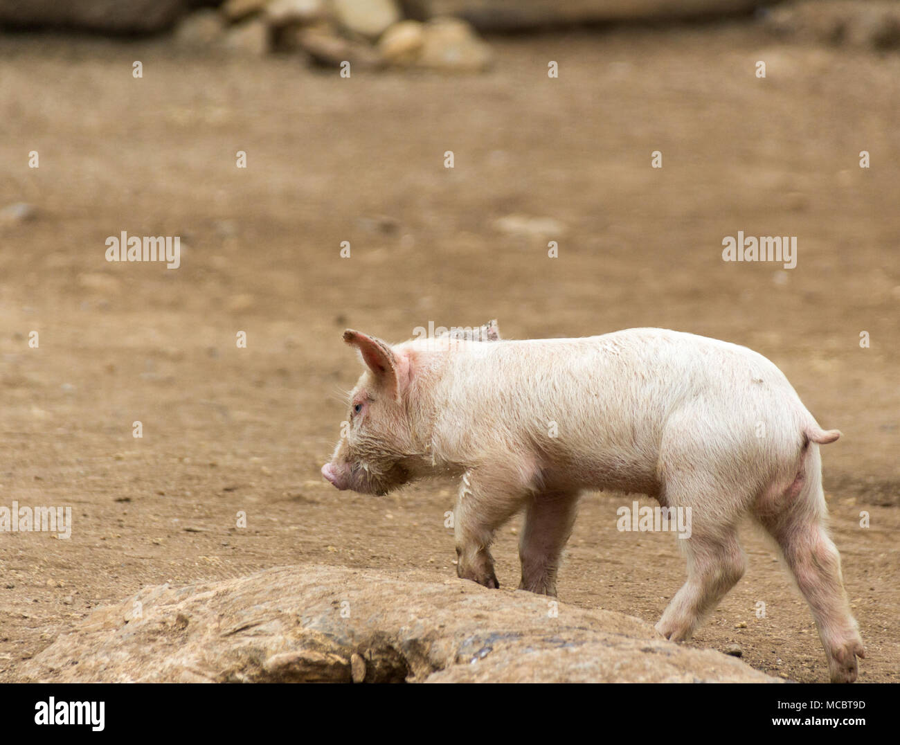 Photograph of a pig on a dirt floor Stock Photo - Alamy