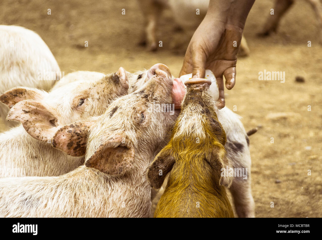 Photograph of some pigs drinking milk from a baby bottle Stock Photo ...
