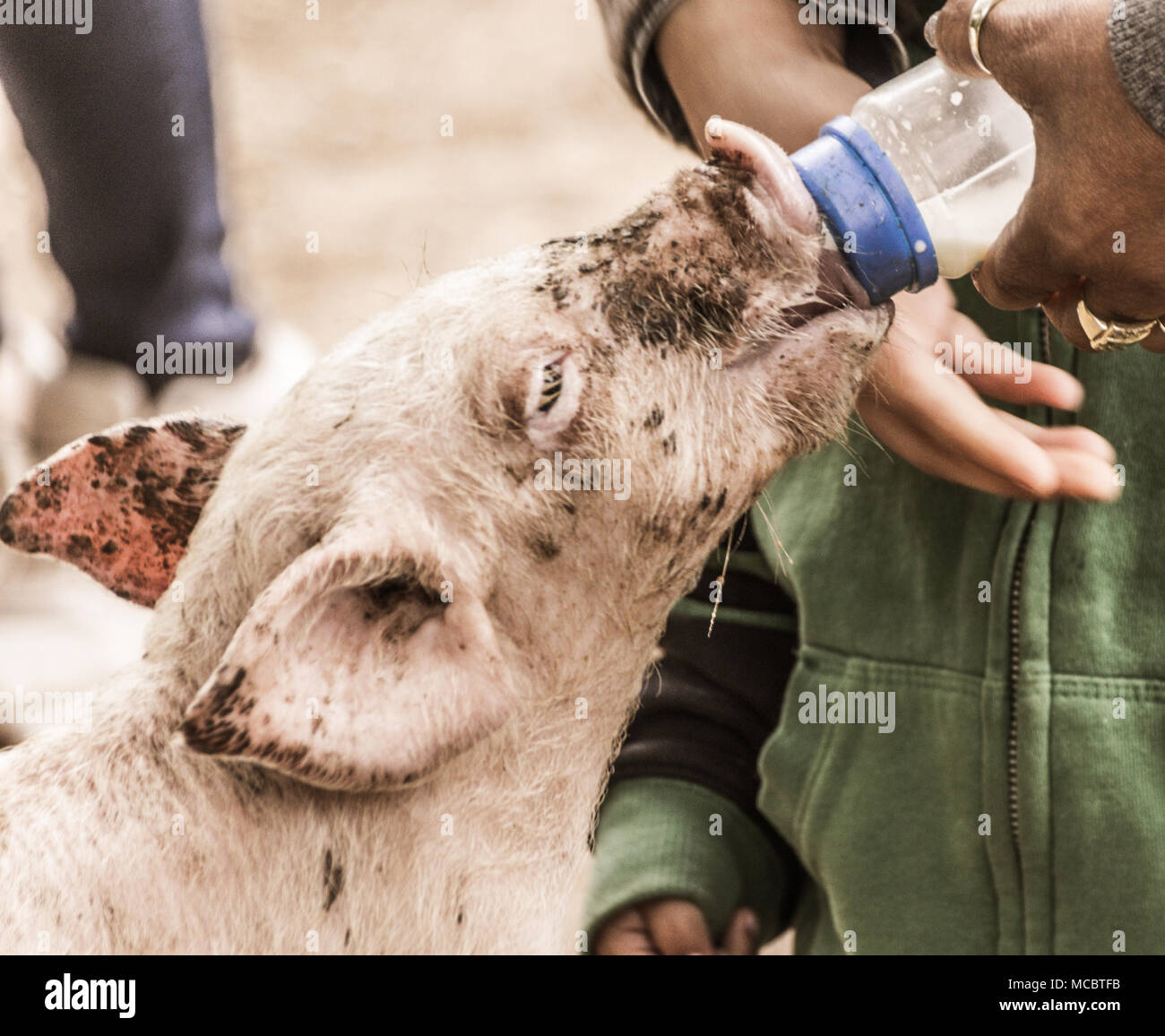 Photograph of a pig drinking milk from a baby bottle Stock Photo - Alamy