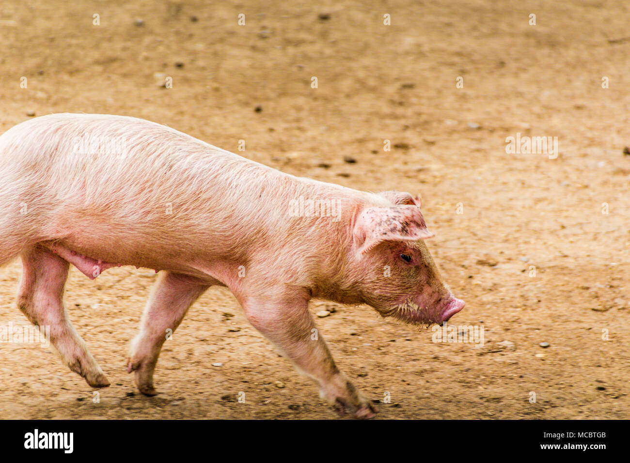 Photograph of a pig on a dirt floor Stock Photo - Alamy